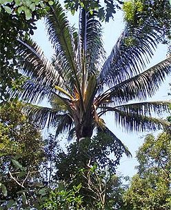Ravenea krociana - Palmpedia - Palm Grower's Guide