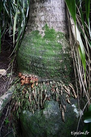 Syagrus amara - Palmpedia - Palm Grower's Guide