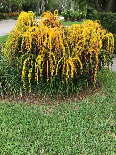 DREADLOCKS - Palmpedia - Palm Grower's Guide