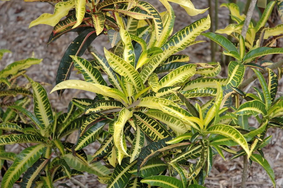 VEITCHII - Palmpedia - Palm Grower's Guide