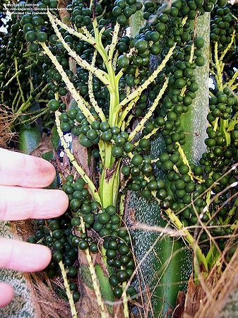 Sabal domingensis - Palmpedia - Palm Grower's Guide