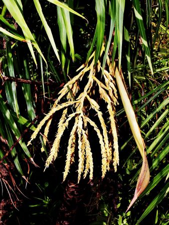 Syagrus flexuosa - Palmpedia - Palm Grower's Guide