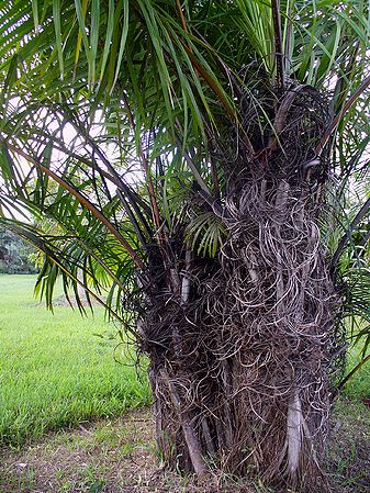 Raphia vinifera - Palmpedia - Palm Grower's Guide