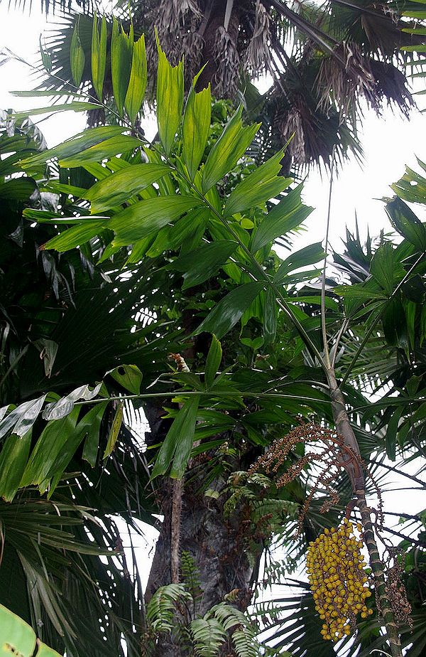 Ptychosperma caryotoides - Palmpedia - Palm Grower's Guide