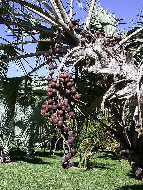 Hyphaene coriacea - Palmpedia - Palm Grower's Guide