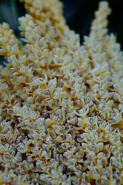 File:8613559083 c1a4afb77b o.jpg - Palmpedia - Palm Grower's Guide