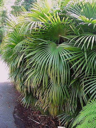 Rhapis multifida - Palmpedia - Palm Grower's Guide