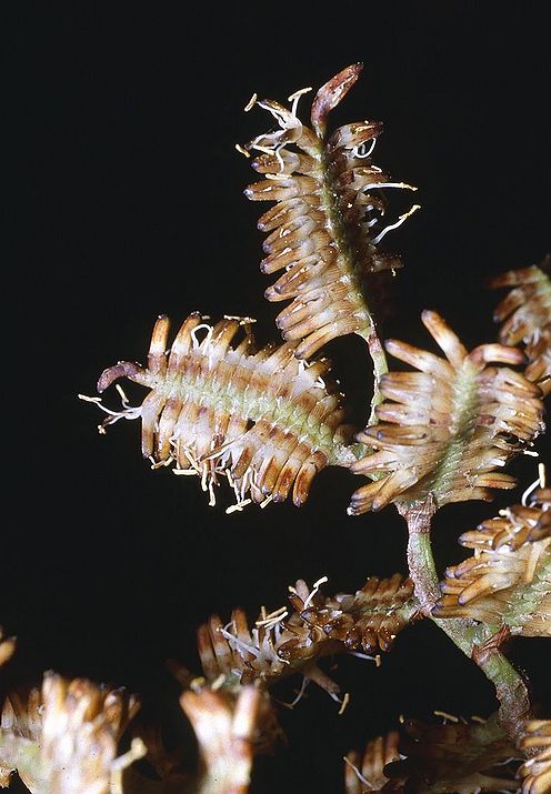 Daemonorops atra - Palmpedia - Palm Grower's Guide