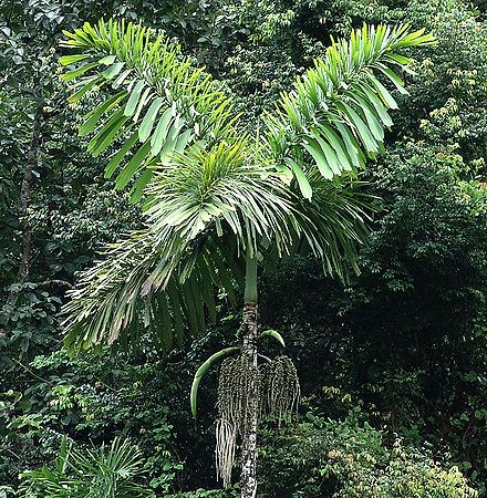 Iriartea deltoidea - Palmpedia - Palm Grower's Guide