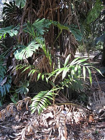 Calamus aruensis - Palmpedia - Palm Grower's Guide