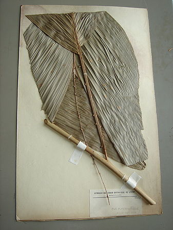 Oncocalamus mannii - Palmpedia - Palm Grower's Guide