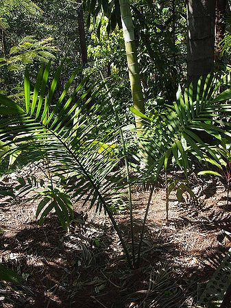 Ravenea lakatra - Palmpedia - Palm Grower's Guide