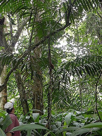 Bactris maraja - Palmpedia - Palm Grower's Guide