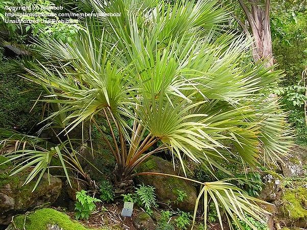 Hyphaene coriacea - Palmpedia - Palm Grower's Guide