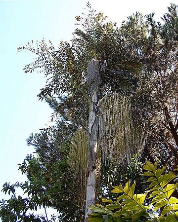 Caryota maxima - Palmpedia - Palm Grower's Guide