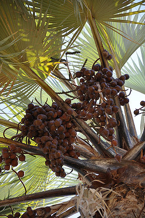 Hyphaene petersiana - Palmpedia - Palm Grower's Guide