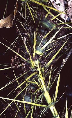 Daemonorops verticillaris - Palmpedia - Palm Grower's Guide