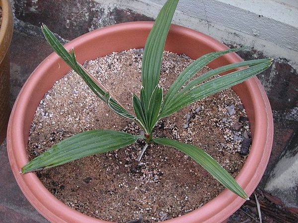 Copernicia alba - Palmpedia - Palm Grower's Guide