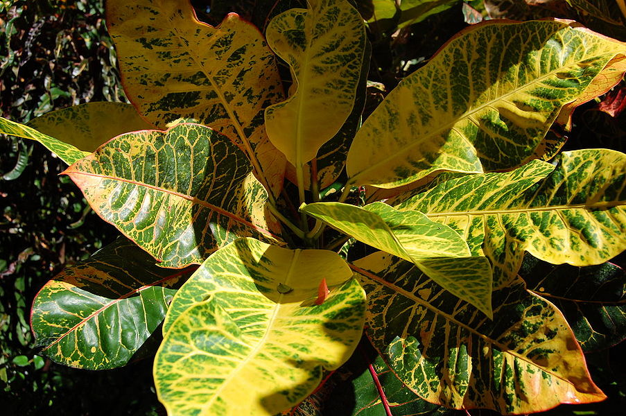 MACKENZIE - Palmpedia - Palm Grower's Guide