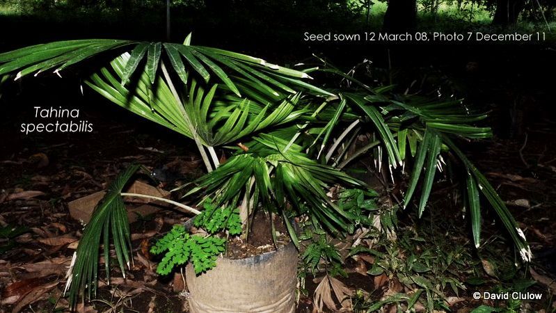 Tahina spectabilis - Palmpedia - Palm Grower's Guide