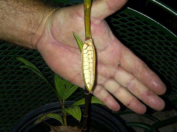Pinanga disticha - Palmpedia - Palm Grower's Guide