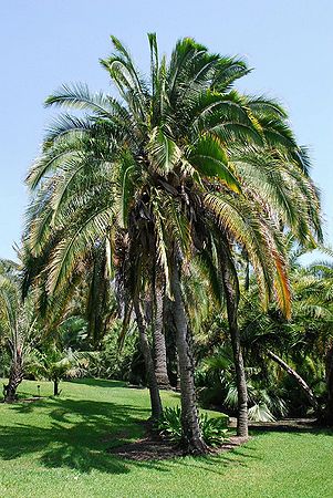 Phoenix rupicola - Palmpedia - Palm Grower's Guide