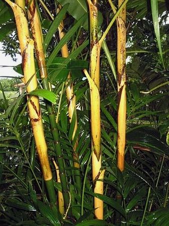 Pinanga dicksonii - Palmpedia - Palm Grower's Guide