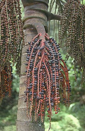 Pinanga javana - Palmpedia - Palm Grower's Guide