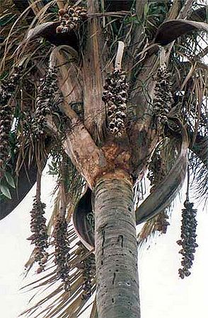 Attalea speciosa - Palmpedia - Palm Grower's Guide