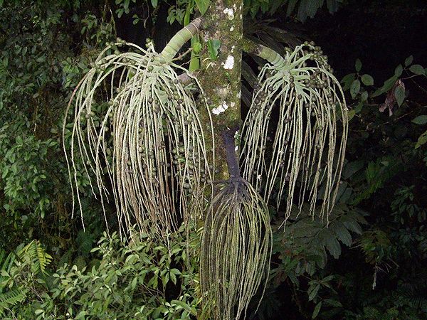 Iriartea deltoidea - Palmpedia - Palm Grower's Guide