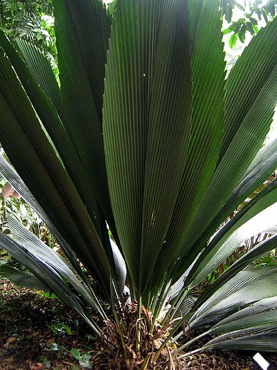 Johannesteijsmannia lanceolata - Palmpedia - Palm Grower's Guide