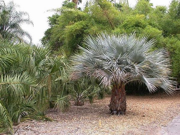 Brahea armata - Palmpedia - Palm Grower's Guide