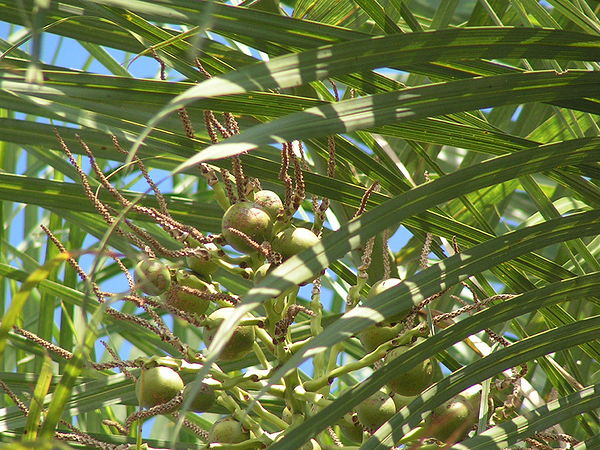 Acrocomia totai - Palmpedia - Palm Grower's Guide