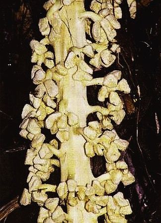 Ammandra decasperma - Palmpedia - Palm Grower's Guide