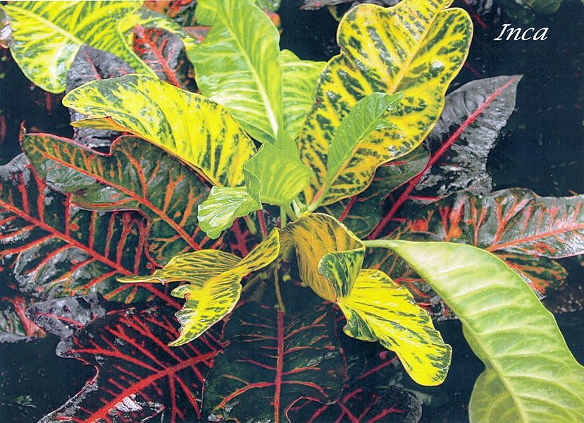 INCA - Palmpedia - Palm Grower's Guide