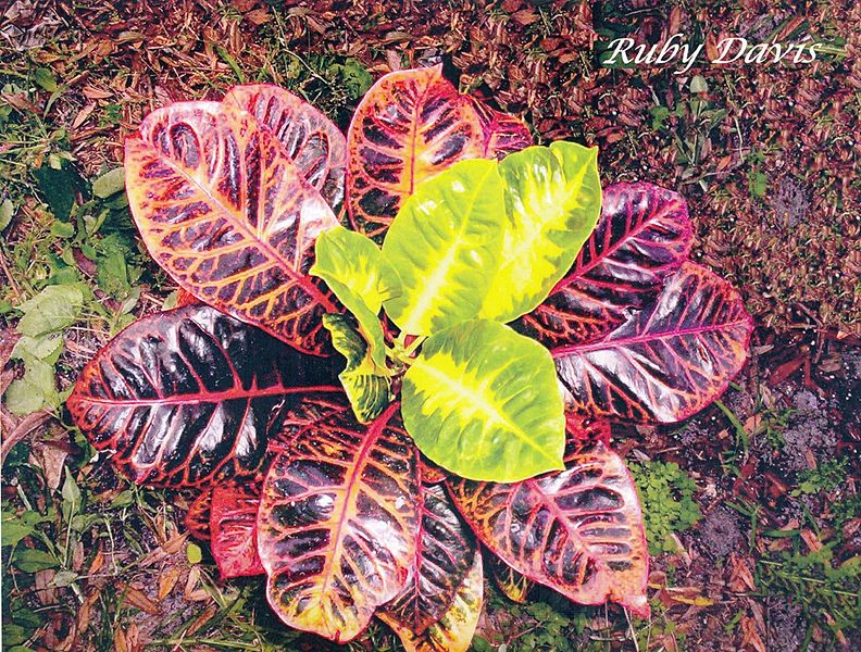 RUBY DAVIS - Palmpedia - Palm Grower's Guide