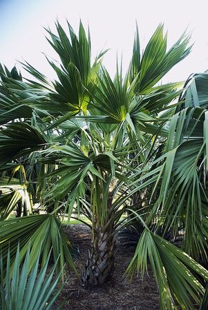 Sabal sp. 'Lisa' - Palmpedia - Palm Grower's Guide