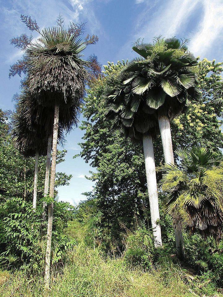 Copernicia berteroana - Palmpedia - Palm Grower's Guide