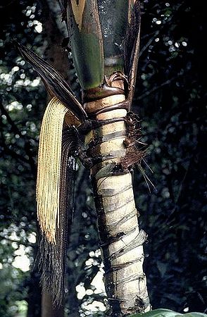 Oenocarpus bataua - Palmpedia - Palm Grower's Guide