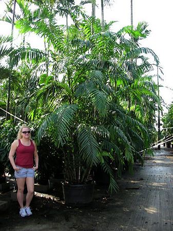 Ptychosperma lineare - Palmpedia - Palm Grower's Guide