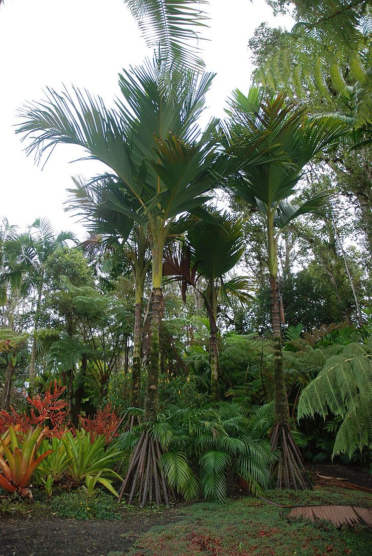Verschaffeltia splendida - Palmpedia - Palm Grower's Guide