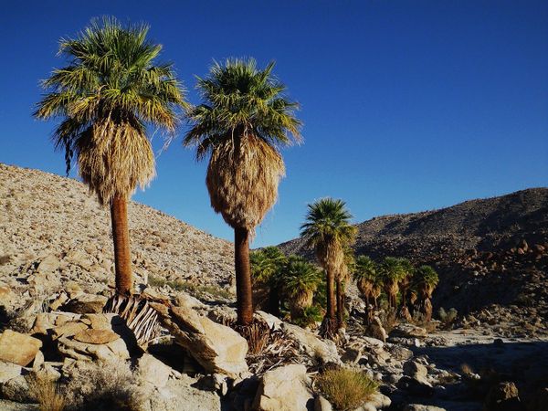 Washingtonia filibusta - Palmpedia - Palm Grower's Guide