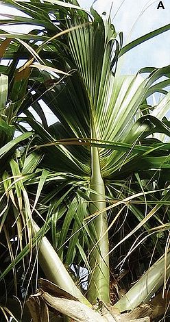 Sabal antillensis - Palmpedia - Palm Grower's Guide