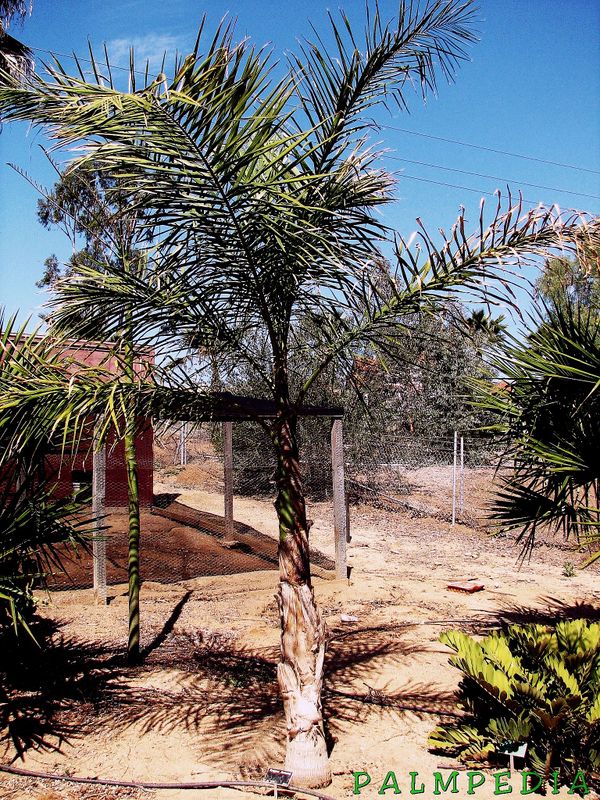 Syagrus flexuosa - Palmpedia - Palm Grower's Guide