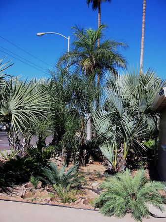 Acrocomia totai - Palmpedia - Palm Grower's Guide
