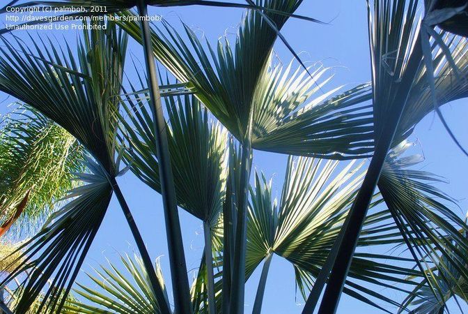 Sabal yapa - Palmpedia - Palm Grower's Guide