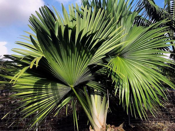Tahina spectabilis - Palmpedia - Palm Grower's Guide