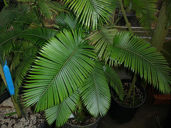 Calamus ciliaris - Palmpedia - Palm Grower's Guide