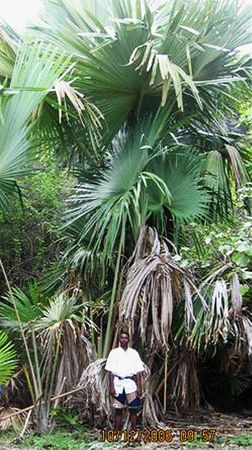 Tahina spectabilis - Palmpedia - Palm Grower's Guide