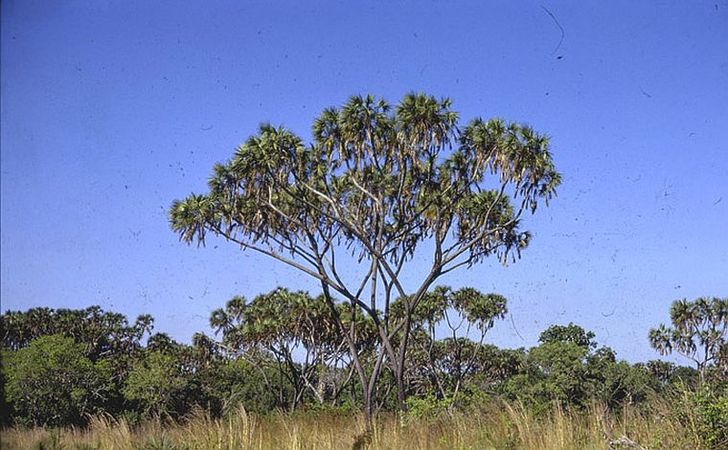 Hyphaene compressa - Palmpedia - Palm Grower's Guide